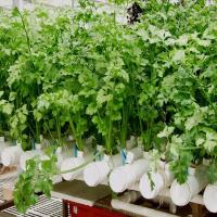 China Standard Thickness Round PVC Pipes Hydroponic NFT System for Garden Cultivation for sale