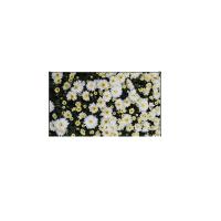 China Fine Pixel Pitch LED Display | 16-Bit Grayscale Indoor Video Wall | AlisenLED for sale