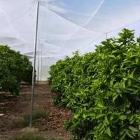 China Heavy Duty Tear Resistant Insect Netting For Orchard Fruit Tree Guard for sale
