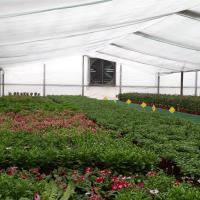 China Free Cut Flexible DIY Insect Netting Fly Screen Fabric for Tent and Nursery for sale