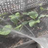 China UV Stabilized Anti Insect Net For Greenhouse Vegetable Crop Pest Barrier for sale