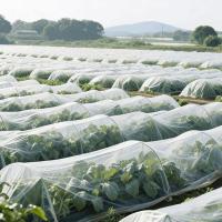 China Virgin HDPE Material Insect Netting Eco Friendly For Agricultural Crop Barrier for sale