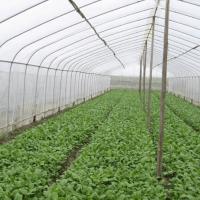 China Weatherproof Garden Insect Mesh Netting Rainproof Windproof For Outdoor Plant Cover for sale
