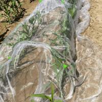 China Fine Mesh Transparent White Insect Mesh High Light Transmission For Flower Nursery for sale