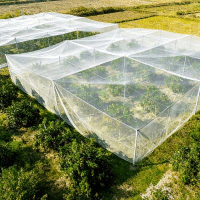 China UV Stabilized Anti Insect Net For Greenhouse Vegetable Crop Pest Barrier for sale