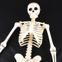 China Custom Plastic Scary Decorations Props Halloween Skeleton Decoration For Haunted Mansion for sale