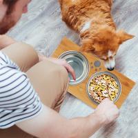China Collapsible Wooden Raised Dog Feeder Anti Skid At Home for sale