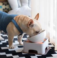 China CeramicsTilted Single Food Feeding Bowl for French Bulldogs/Cats for sale