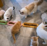 China ABS Anti Skid Extended Pet Food Dishes For Puppy Large Dog for sale