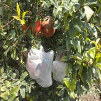 China Anti UV Fruit Tree Protection Bags , Spunbond Nonwoven Bags To Cover Fruit On Trees for sale