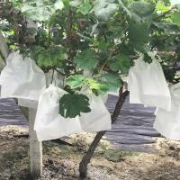 China Anti UV Fruit Tree Protection Bags , Spunbond Nonwoven Bags To Cover Fruit On Trees for sale