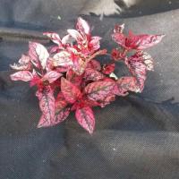 China Biodegradable Weed Control Fabric PP Mat Waterproof Breathable for sale
