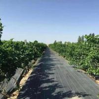 China 100gsm PP Weed Control Fabric Barrier Membrane UV Resistant Durable for sale