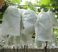 China Agriculture Plant Protection Bag PP Nonwoven Spunbond Fabric Degradable for sale