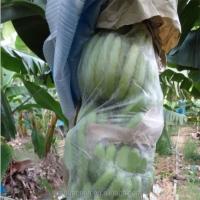China Agriculture Plant Protection Bag PP Nonwoven Spunbond Fabric Degradable for sale