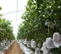 China Agriculture Plant Protection Bag PP Nonwoven Spunbond Fabric Degradable for sale