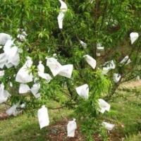 China Garden Plant Protection Bag Polypropylene Non Woven Fabric Breathable for sale