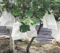 China Durable Fruit Plant Protection Bag Nonwoven Biodegradable Fabric for sale
