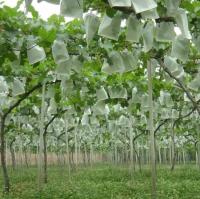 China Waterproof Plant Protection Bag To Protect Grapes Vegetable Practical for sale