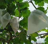 China Waterproof Plant Protection Bag To Protect Grapes Vegetable Practical for sale