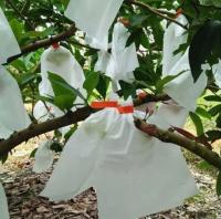 China 17gsm 30gsm Apple Protection Bags , Weatherproof Protective Bags For Fruit Trees for sale
