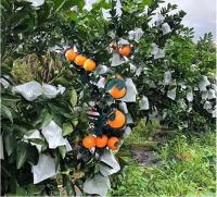 China 17gsm 30gsm Apple Protection Bags , Weatherproof Protective Bags For Fruit Trees for sale