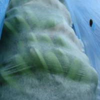 China Anti UV Plant Protection Bag Windproof PP Non Woven Fabric For Banana for sale
