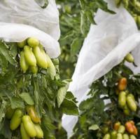 China Anti UV Plant Protection Bag Windproof PP Non Woven Fabric For Banana for sale
