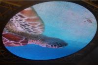 China P31.25mm Full Color HD Flexible Transparent Glass Led Display/Outdoor Advertising Panel Screen Price/Large Video Wall for sale