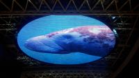 China DIP P25 Grille 800 Pixel/Sqm LED Transparent Screen Pure Black for sale