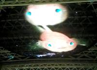 China 7200CD/Sqm Poster Led Facade Screen DIP High Brightness Transparent Led Wall for sale