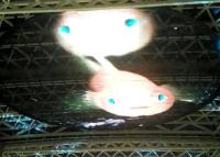 China AC85V 7800cd/Sqm Transparent LED Curtain DIP347 LED Mesh Video Wall for sale