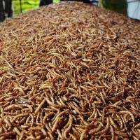 China Chicken Feed 5kg Mealworms Dried Mealworms For Hamsters Birds Fish for sale