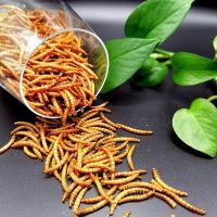 China Bulk Microwave Dried Yellow Mealworms 52% Protein Pet Bird Chicken Fish Feed for sale