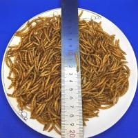 China Dried Yellow Mealworms Tenebrio Molitor Larvae High Protein 52 Pet Bird Hamster Feed for sale
