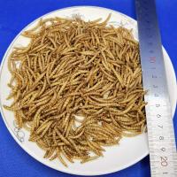 China Dried Yellow Mealworms Bulk 52% Protein for Hamster Birds Ornamental Fish Feed for sale