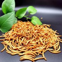 China Dried Yellow Mealworms Bulk 52% Protein for Hamster Birds Ornamental Fish Feed for sale