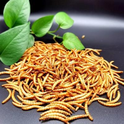China Dried Yellow Mealworms Bulk 52% Protein for Hamster Birds Ornamental Fish Feed for sale