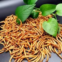 China Dried Yellow Mealworms Bulk 5kg 10kg High Protein Feed for Birds Chickens Fish Hamsters for sale