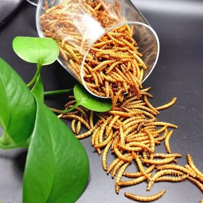 China Dried Mealworms Tenebrio Molitor 52% Protein for Chicken Birds 10kg 5kg for sale