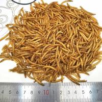 China Dried Mealworms Tenebrio Molitor 52% Protein for Chicken Birds 10kg 5kg for sale