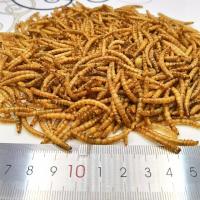 China DM Dried Yellow Mealworms Bulk 52% Protein for Birds Chicken Hamster Ornamental Fish for sale