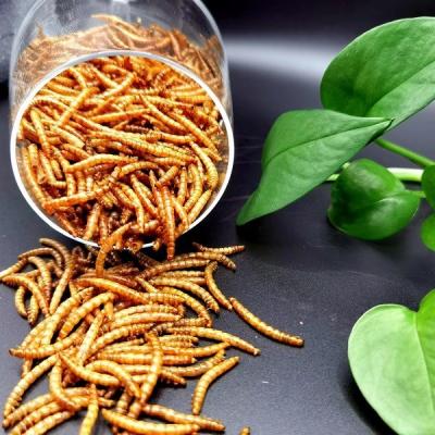 China DM Dried Yellow Mealworms Bulk 52% Protein for Birds Chicken Hamster Ornamental Fish for sale