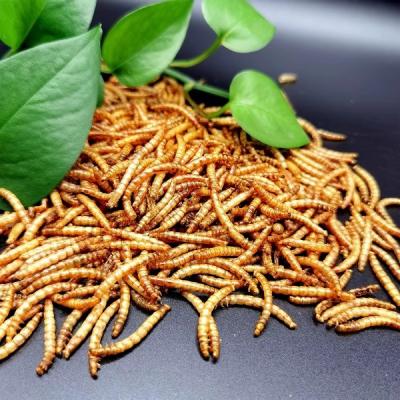 China Microwave Dried Tenebrio Molitor Mealworms 52% Protein for Wild Birds Pet Feed for sale