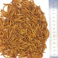 China Microwave Dried Tenebrio Molitor Mealworms 52% Protein for Wild Birds Pet Feed for sale
