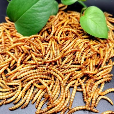 China High Protein Microwave Dried Mealworms Larva 52% Protein for Fish Birds Pets Food for sale