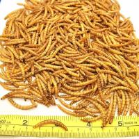 China High Protein Microwave Dried Mealworms Larva 52% Protein for Fish Birds Pets Food for sale