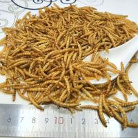 China Natural Dried Yellow Mealworms 52% Protein Bulk Feed for Birds Hamsters Fish Chicken for sale