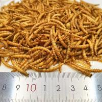 China Dried Yellow Mealworms Tenebrio Molitor Larva 52% Protein 25% Fat for Wild Birds for sale