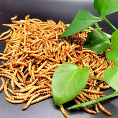 China Dried Yellow Mealworms Tenebrio Molitor Larva 52% Protein 25% Fat for Wild Birds for sale